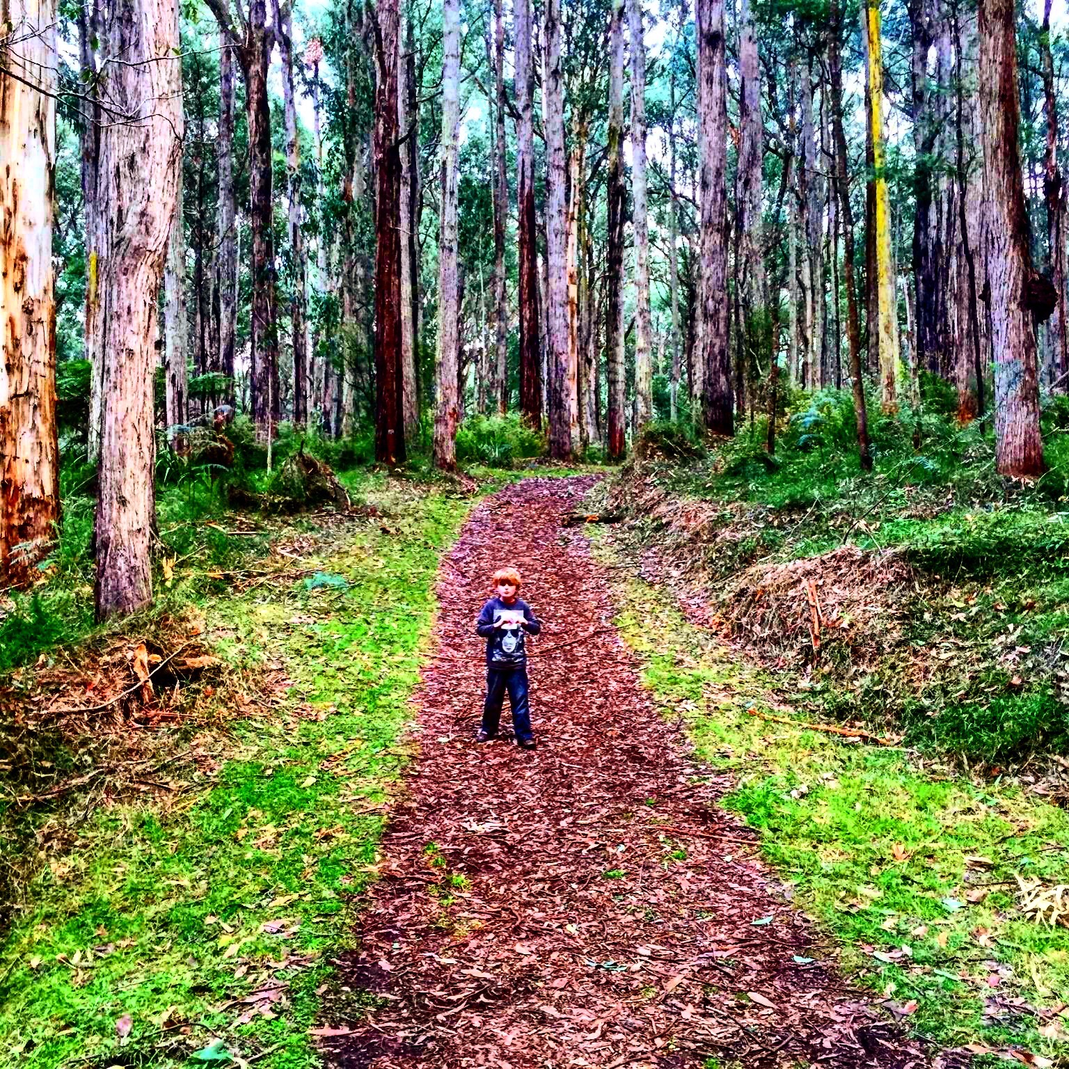 The Dandenong Ranges | grace touring